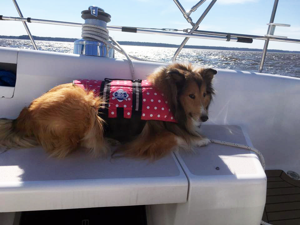 Boating with Your Dog - How to Keep it Fun & Safe | My Boat Life